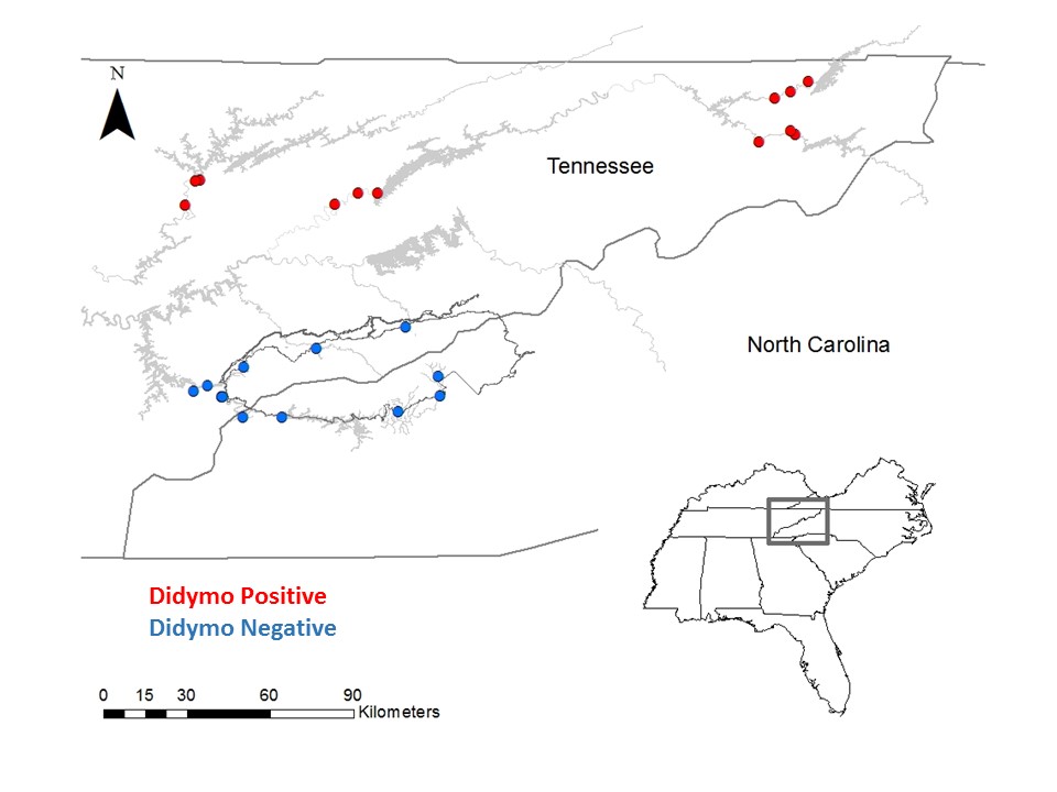 Didymo | Murdock Lab